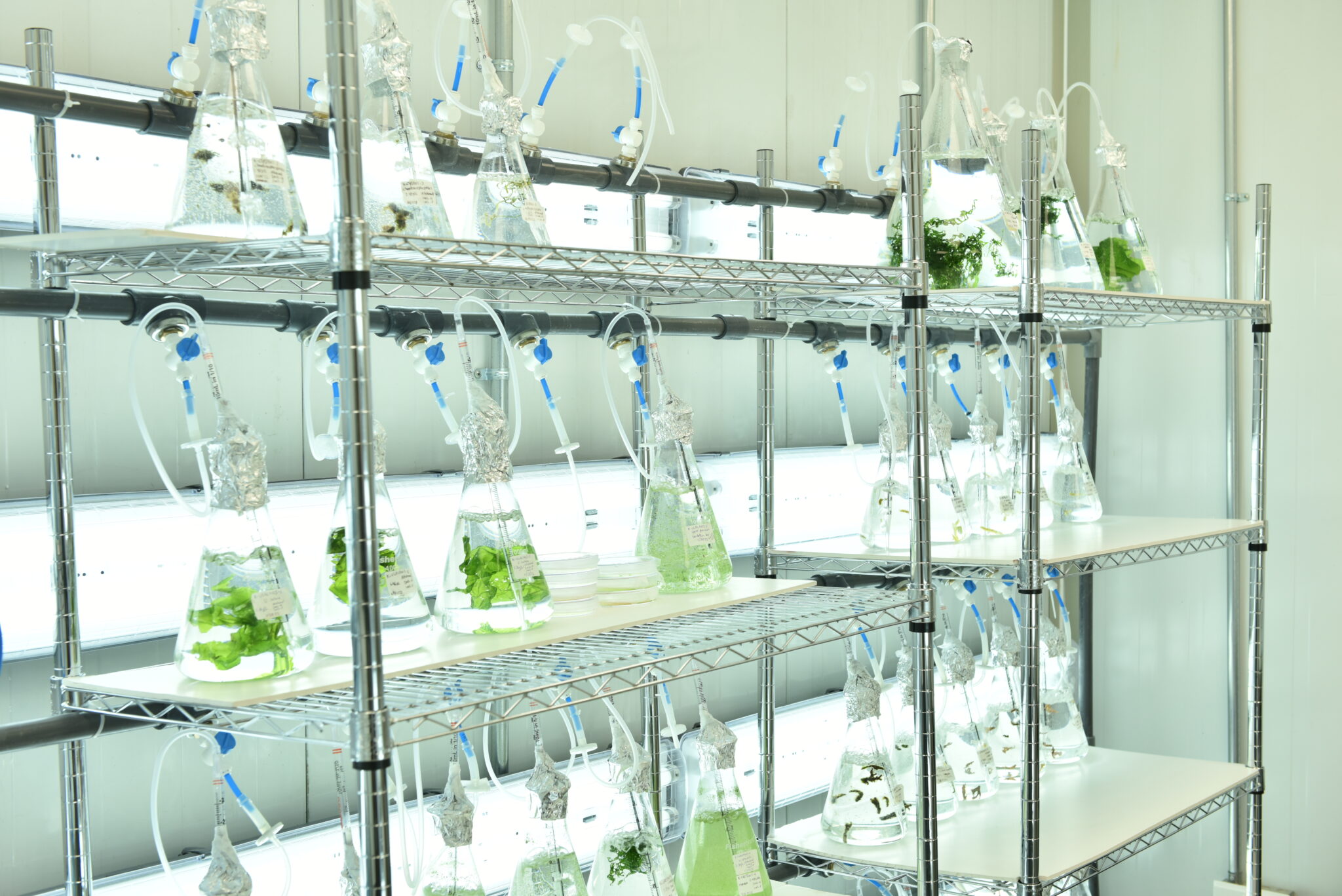 KAUST Beacon Development – Driving Success through Strategy