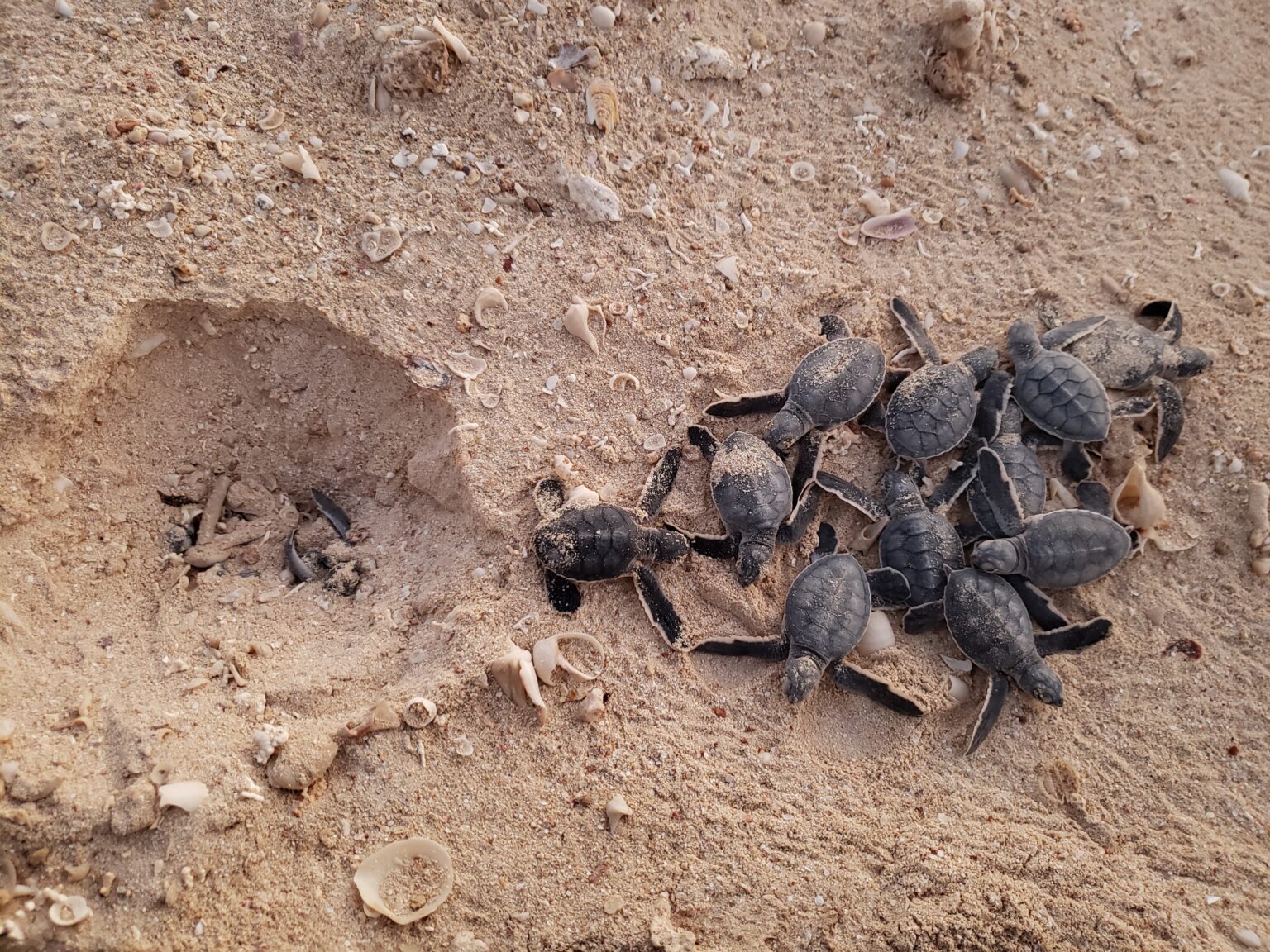 Ras Baridi Turtle Conservation Initiative – KAUST Beacon Development