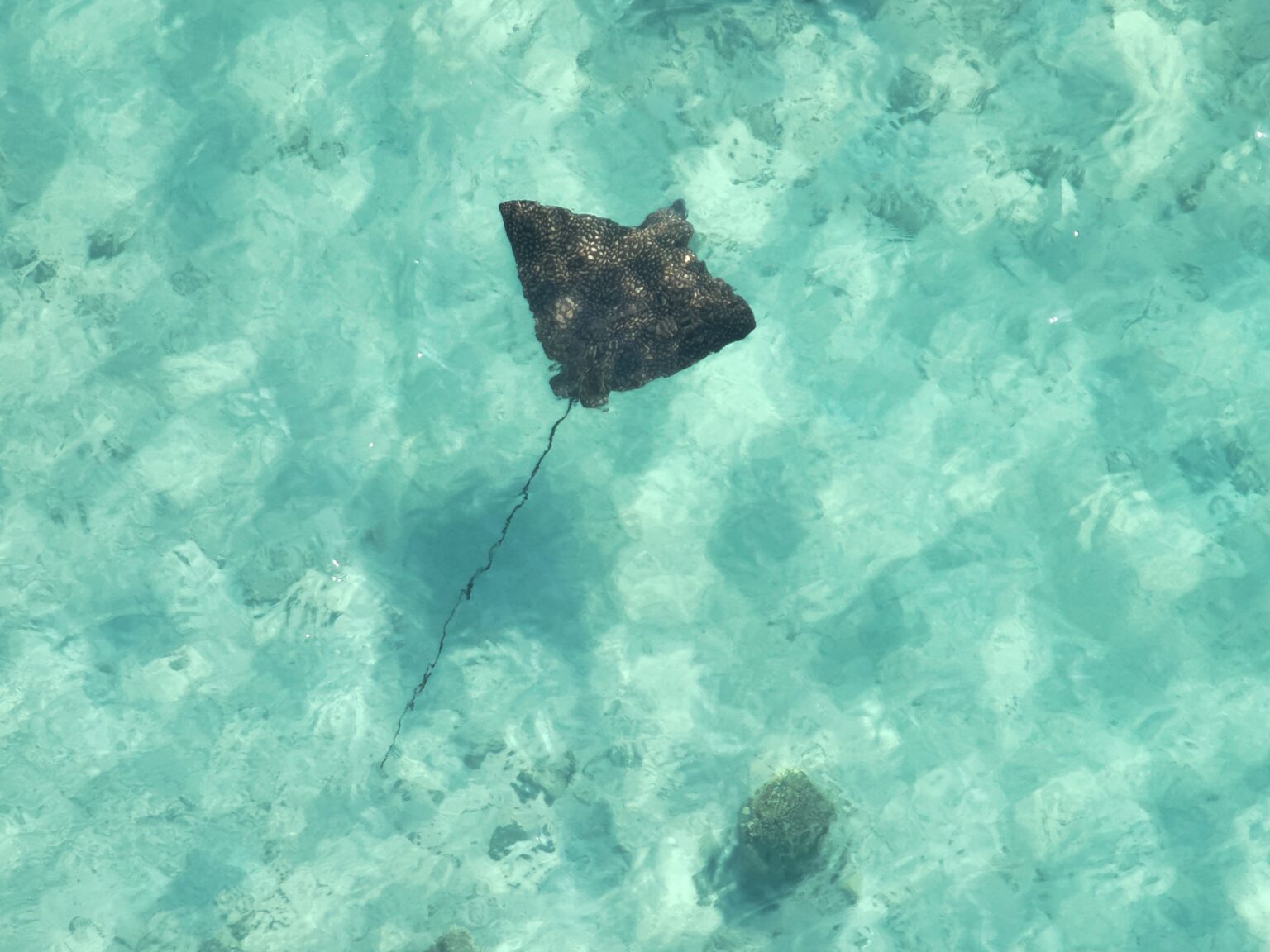 Marine Megafauna Surveys — Northeast Red Sea – KAUST Beacon Development