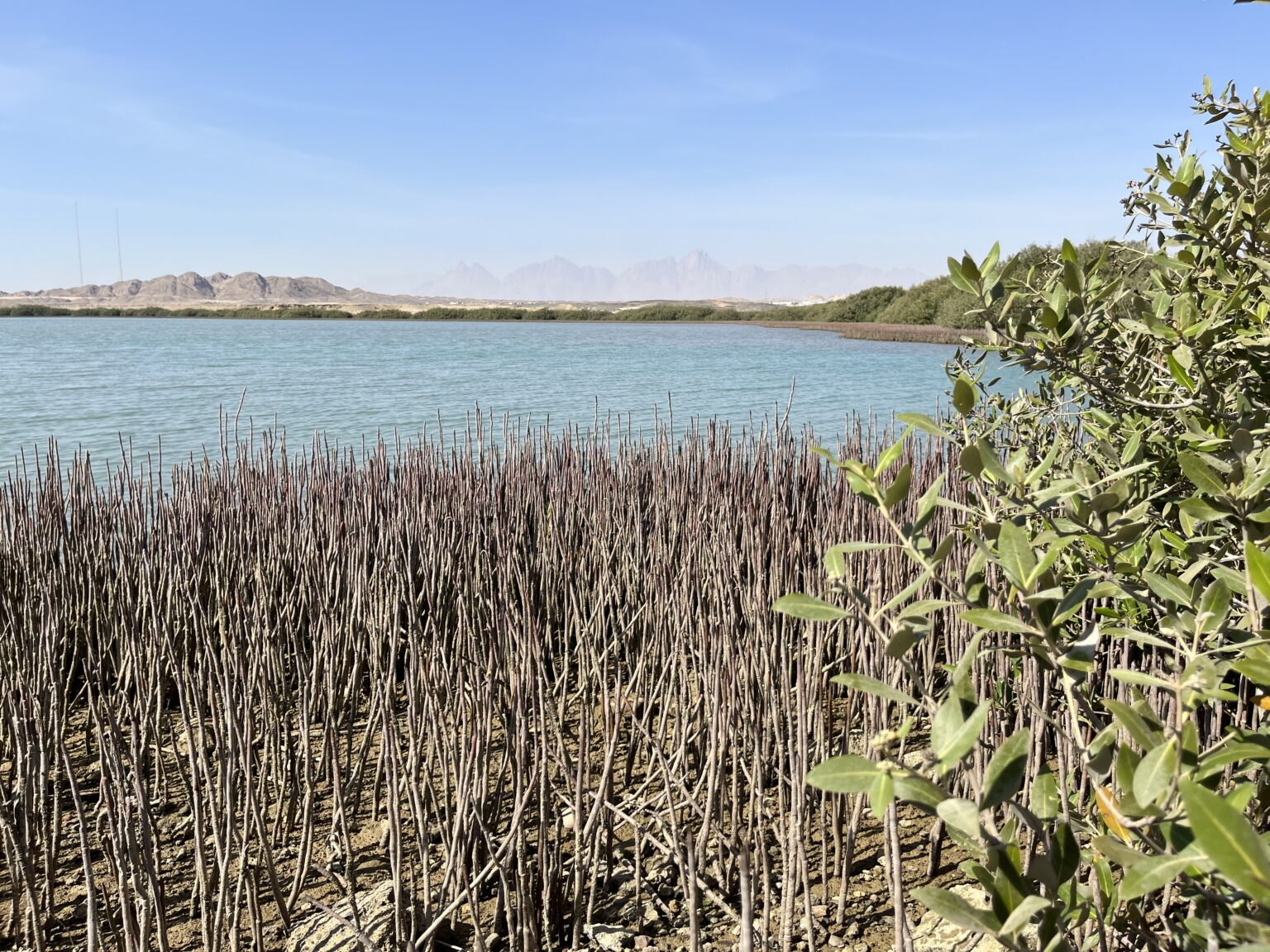 Ecology and Biodiversity – KAUST Beacon Development