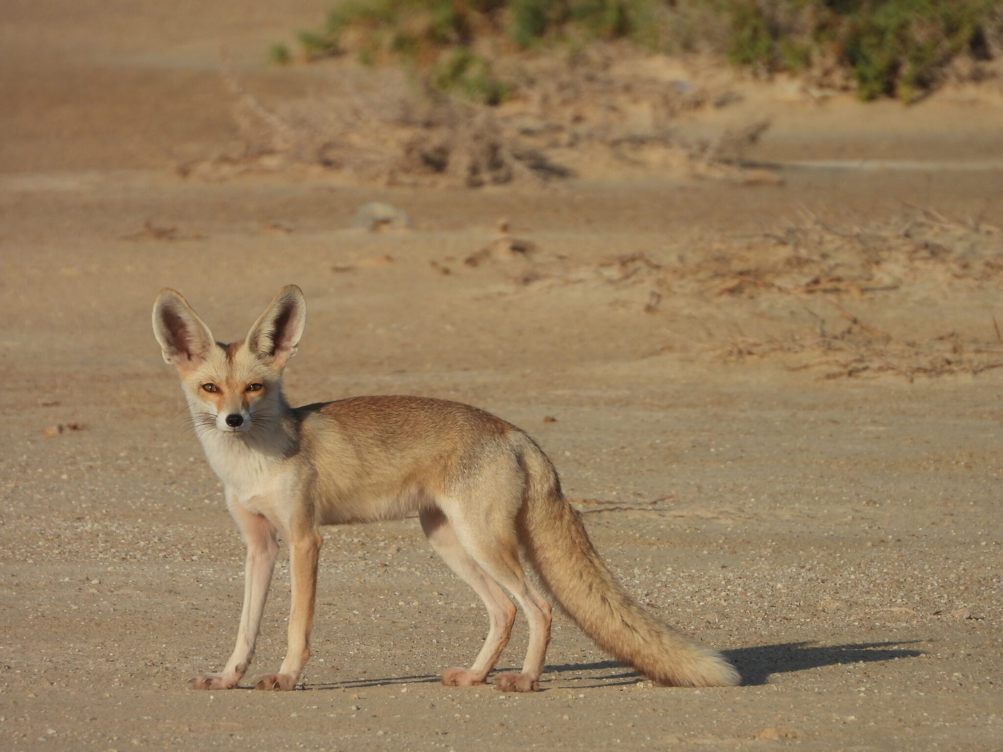Wildlife Handling & Ranger Capacity Building – KAUST Beacon Development