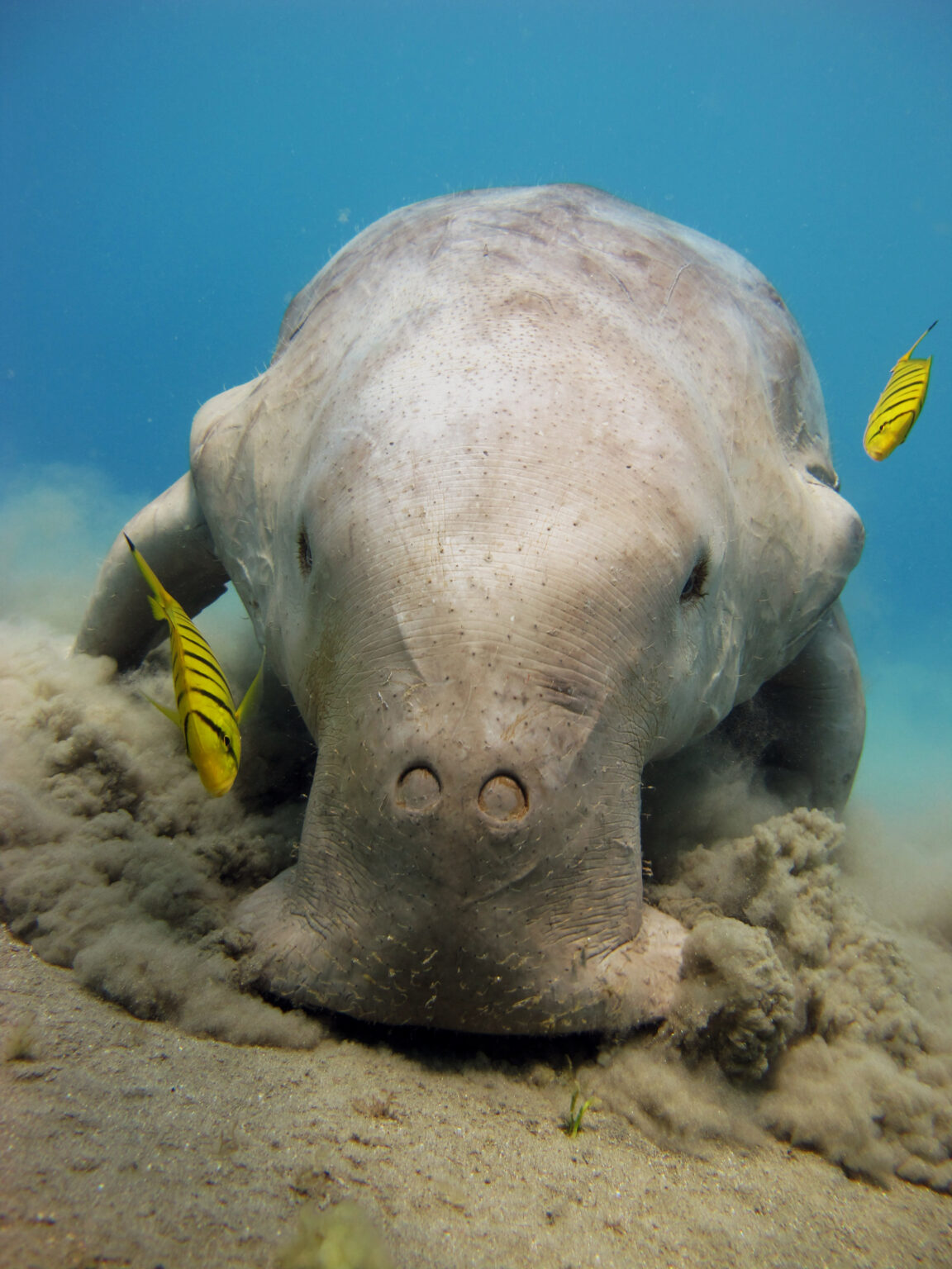 Marine Megafauna Surveys — Northeast Red Sea – KAUST Beacon Development