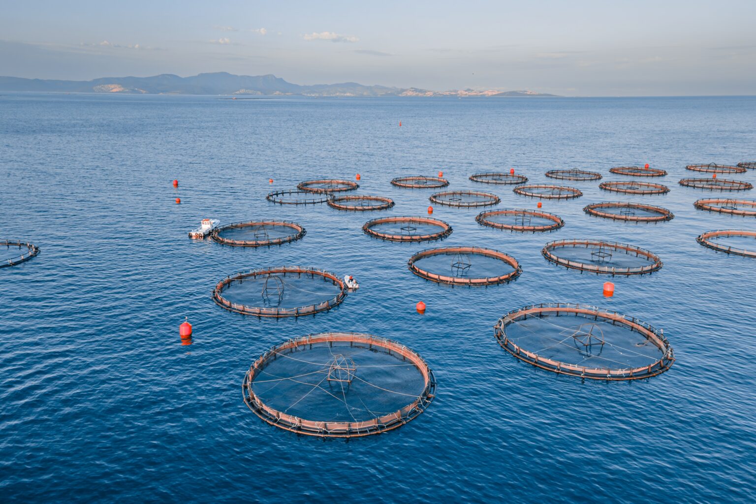 Aquatic Biotechnology and Sustainable Food Security – KAUST Beacon ...
